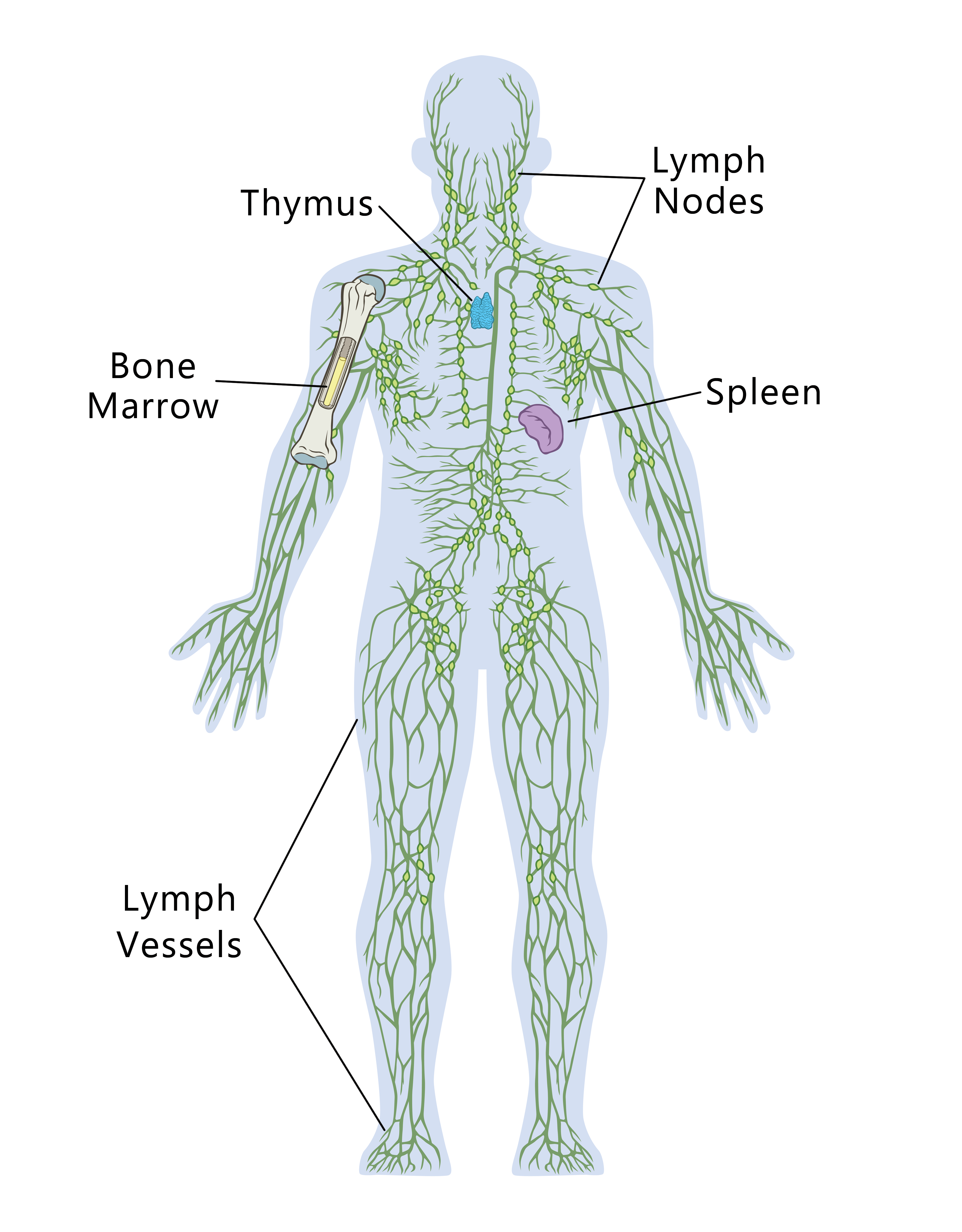 Immune System The Partnership In Education Immune System The Partnership In Education